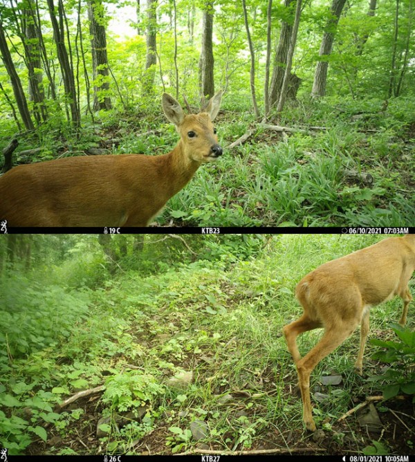 Camera trap data : 노루 > 진행중인 연구 | 야생동물연구실