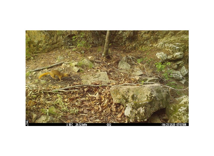 Camera trap data:족제비 > 진행중인 연구 | 야생동물연구실